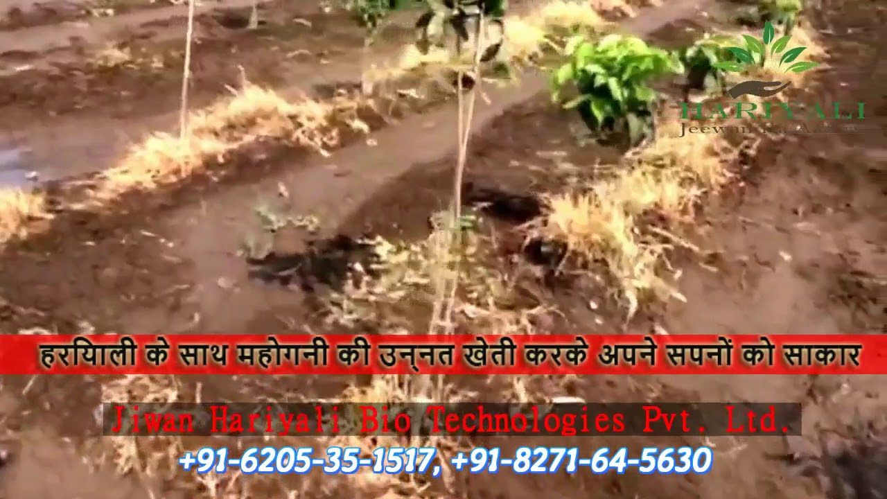 MAHOGANY TREE FARMING WITH HARIYALI - YouTube