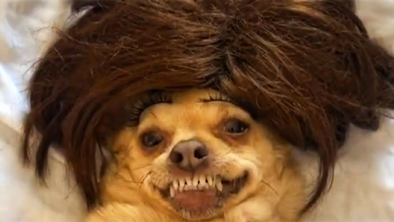 Try Not To LAUGH Or GRIN While Watching This Hilarious Dog Compilation ...