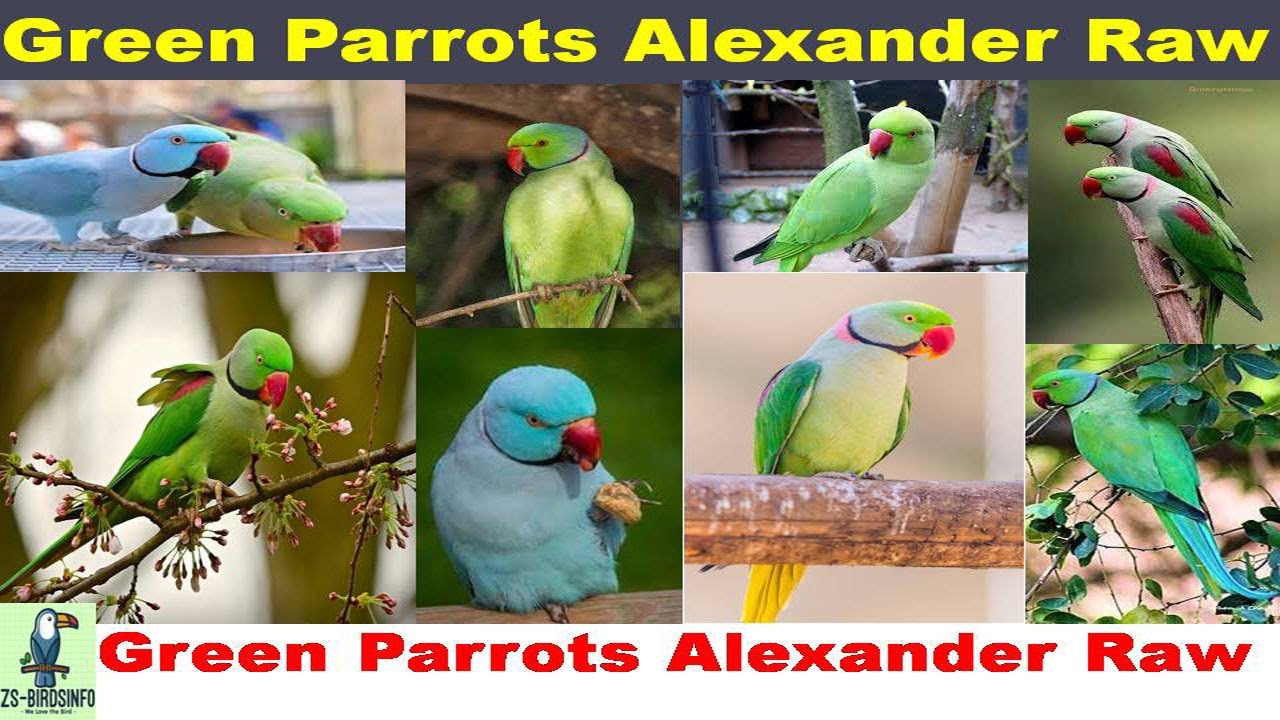 Rose-ringed parakeet Green Parrots Alexander Raw, Green Raw Parrot # ...