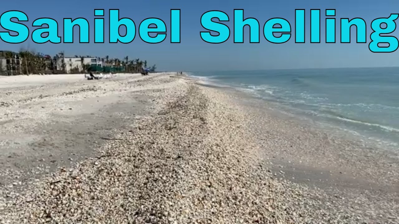 Sanibel Shelling 2023 - Huge Shell Pile At The Island Inn, Tulips ...
