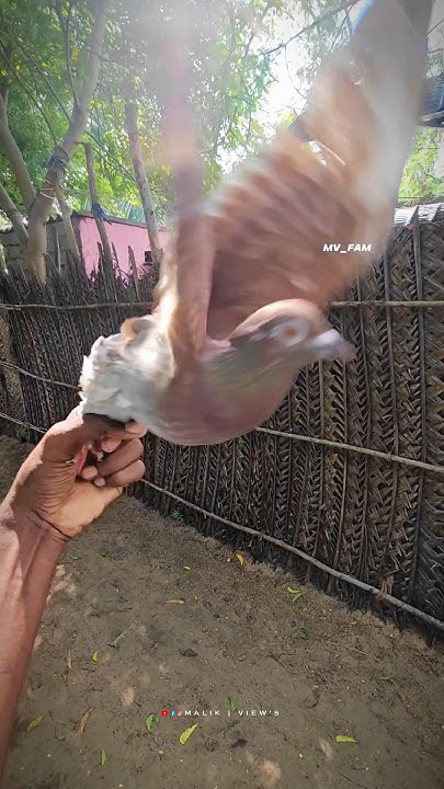 🧒குட்டி பசங்க தொல்லை😣- 🕊️புறாவை பறக்க விட்டாச்சு #shortvideo #pura #tranding - YouTube