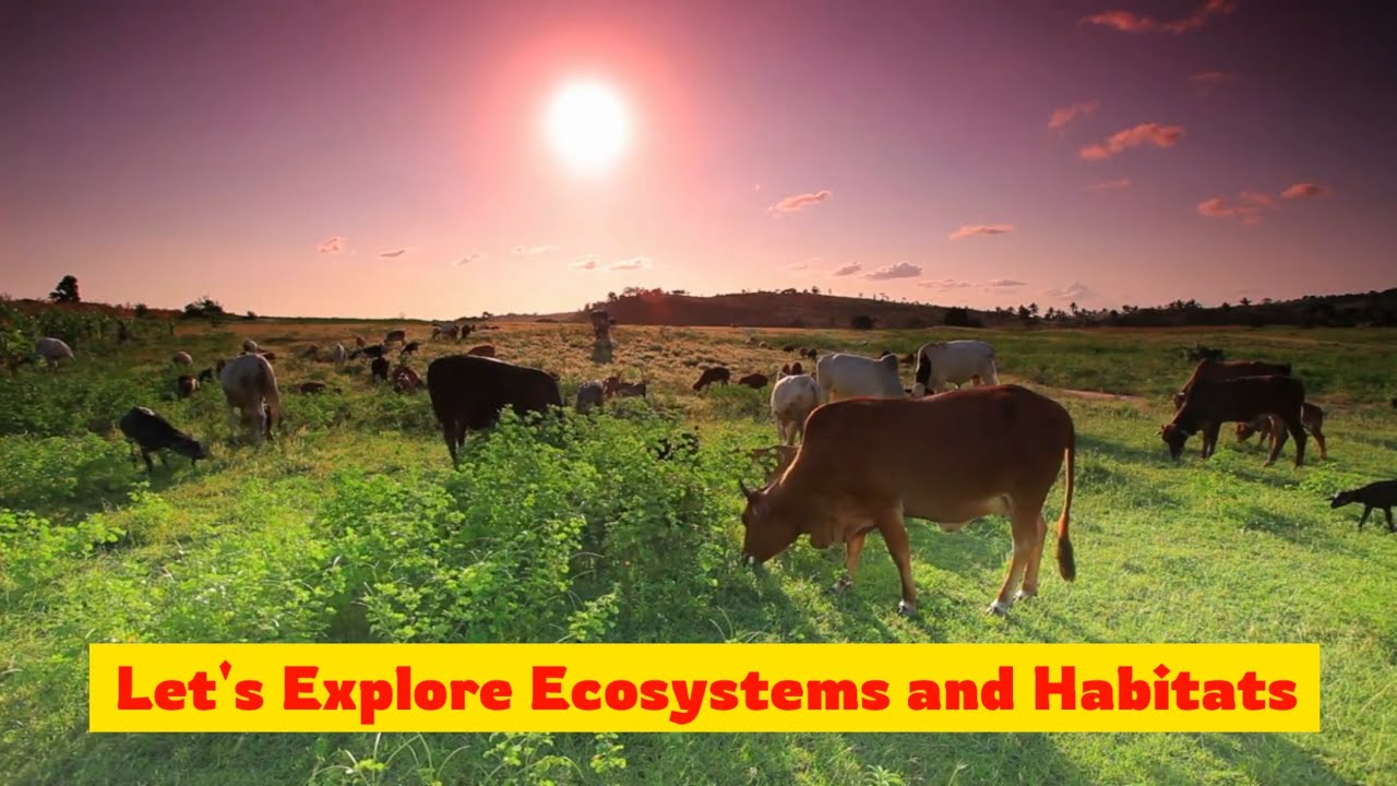 Let's Explore Ecosystems and Habitats for Babies, Kids, Toddlers ...