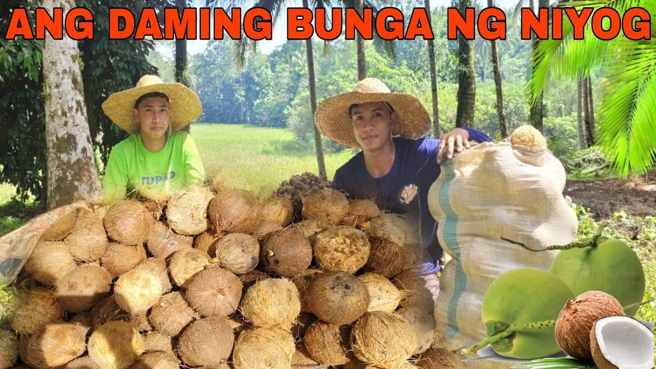 Dagsa Ang niyog ngayon Pagniniyog namin ni bombay at bomboy - YouTube
