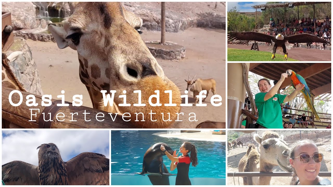 Visiting Oasis Wildlife Zoo | Fuerteventura | ENG | DewiDenice - YouTube