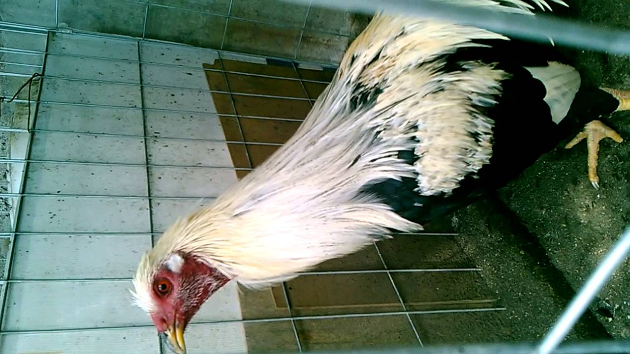 Rubio game farm giros - YouTube