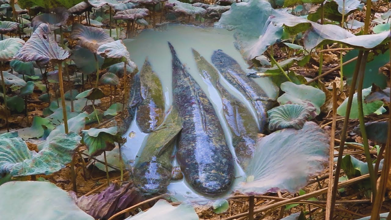 In Dry Season - The Amazing Finding Fish In Lotus pond By Two Men And ...