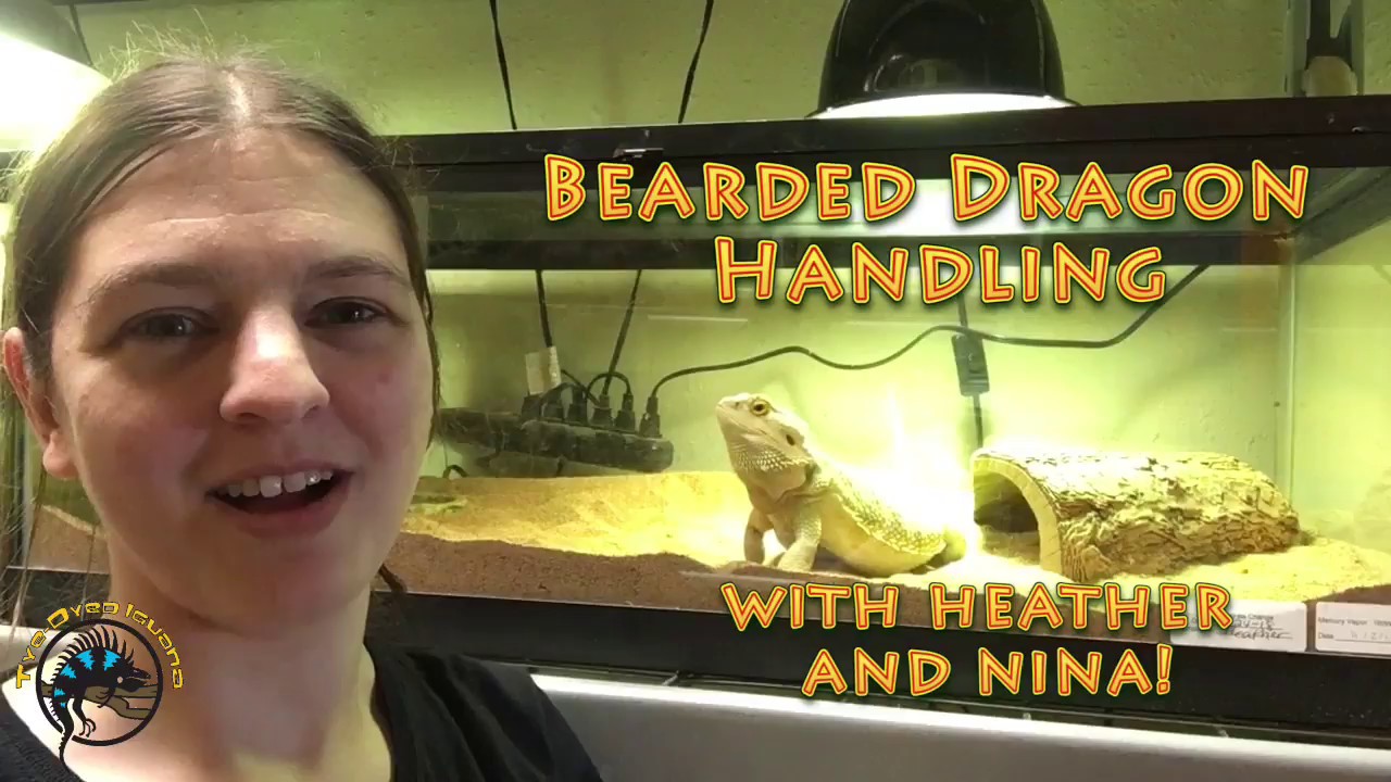 Bearded Dragon Handling 101...with Heather! - YouTube