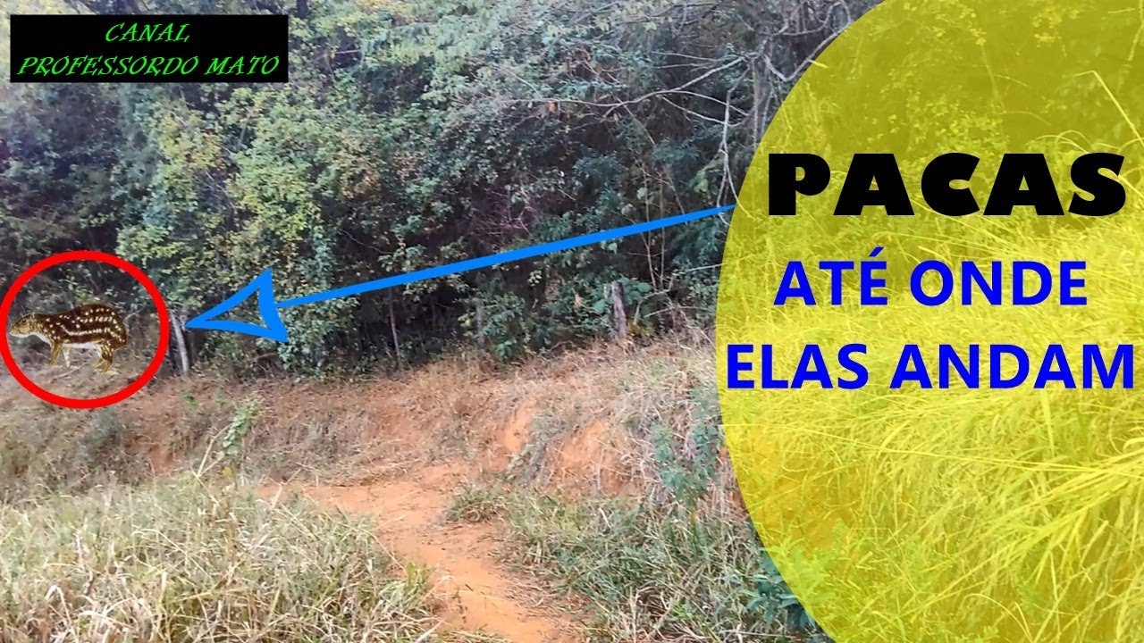Ceva de Paca Precisa Ser Dentro da Mata? | Dica Iniciantes | ¿Dónde ...