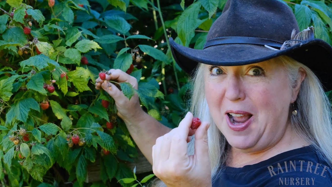 How to Harvest Perfect Raspberries! - YouTube