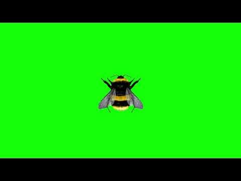 BEE GREEN SCREEN FREE - YouTube