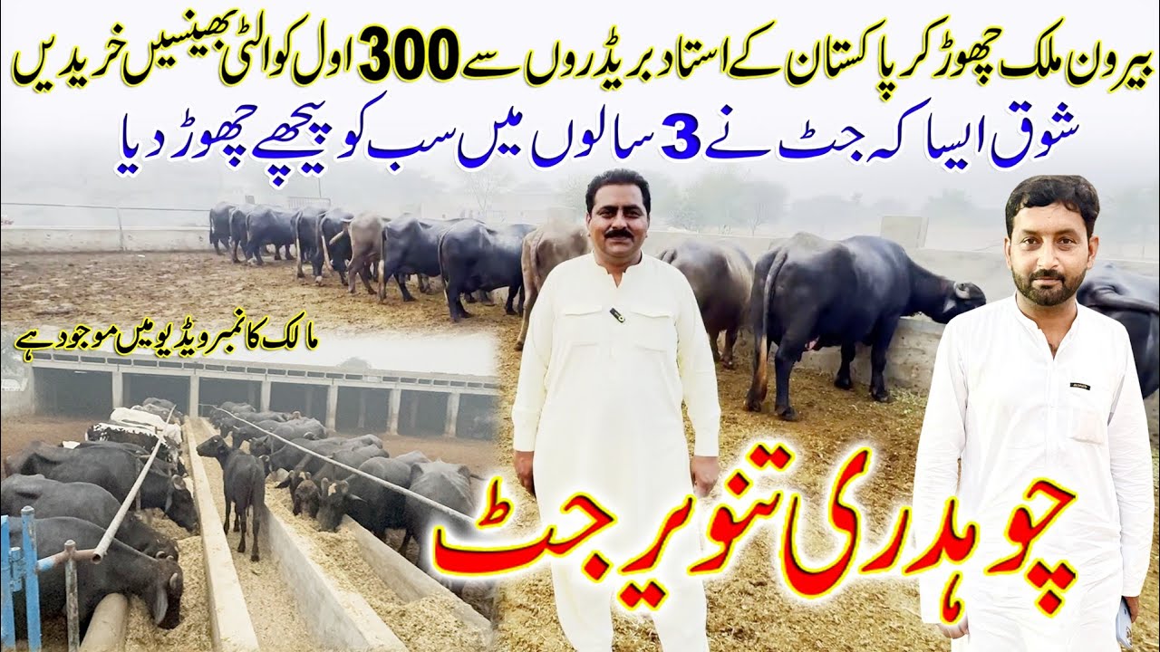 jutt cattle farm | tanveer jutt buffalo farm | buffalo farm in Pakistan ...