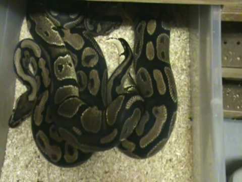 Breeding Ball Pythons - YouTube