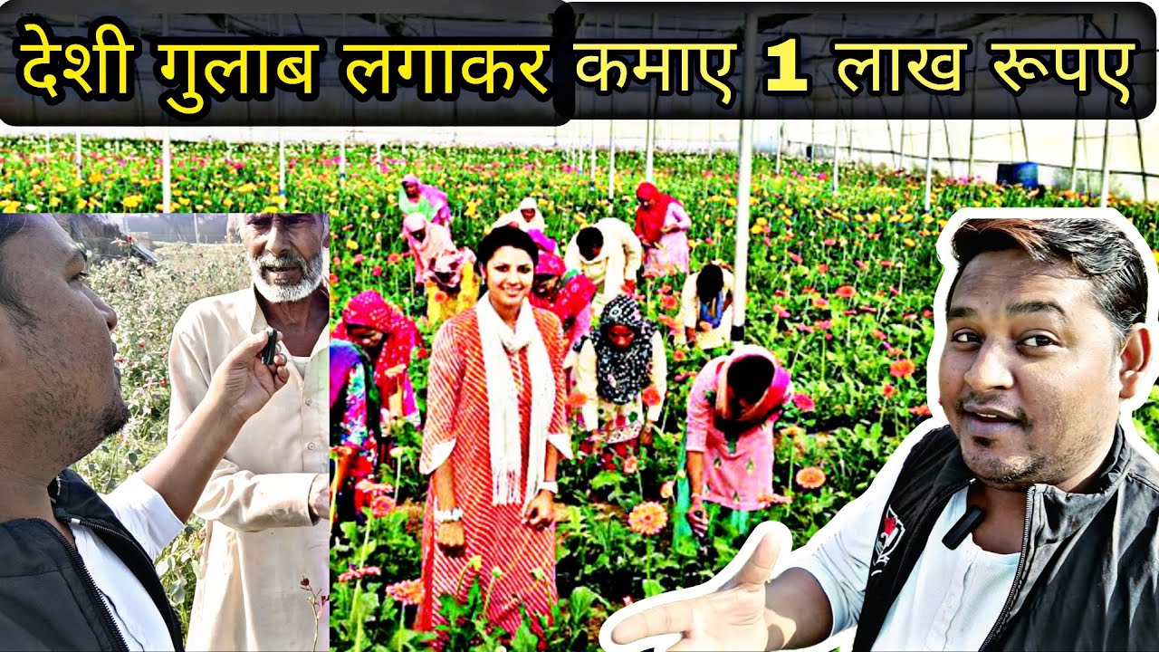 𝗚𝘂𝗹𝗮𝗯 𝗞𝗶 𝗞𝗵𝗲𝘁𝗶 | देशी गुलाब लगाकर कमाते है लाखों #gulab #deshigulab ...