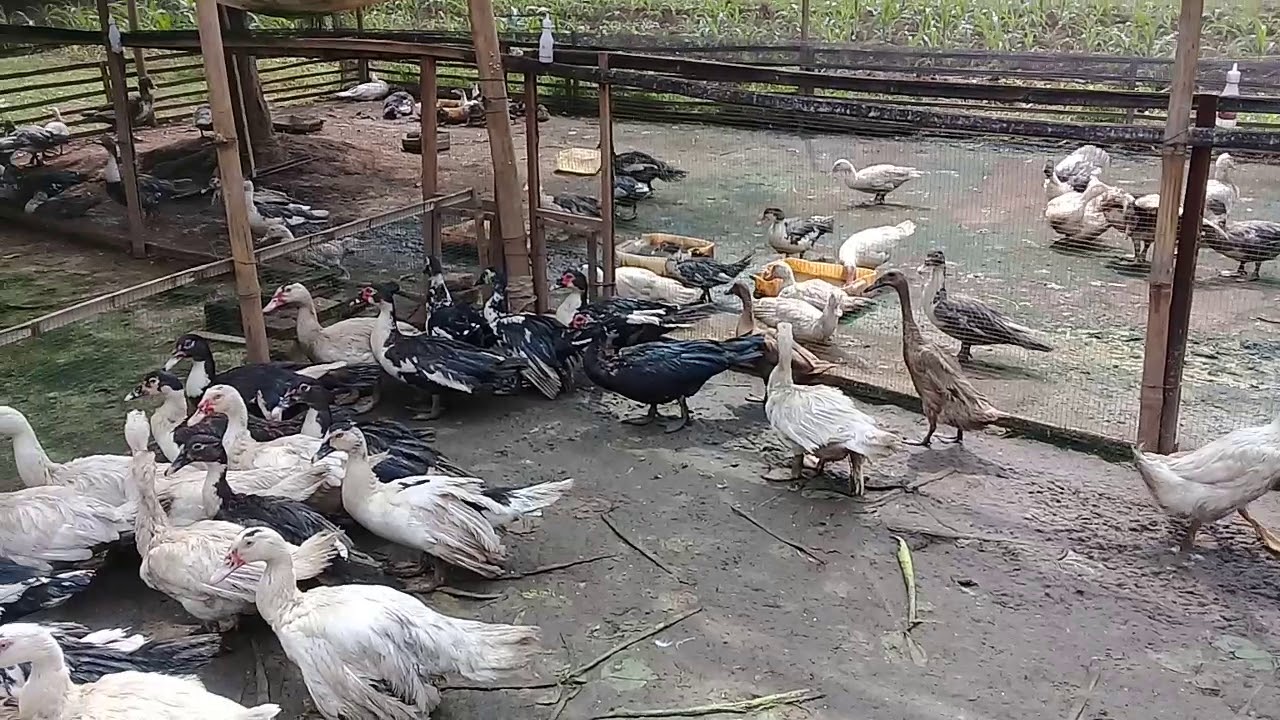 Membedakan entok tongki bebek yang kadang membingungkan - YouTube