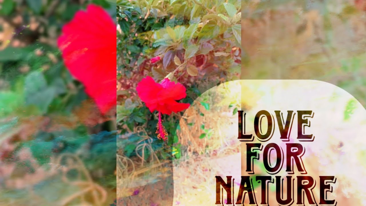 Nature love। Flowers। Love for nature। Hibiscus 🌺। Marigold 🏵️। - YouTube