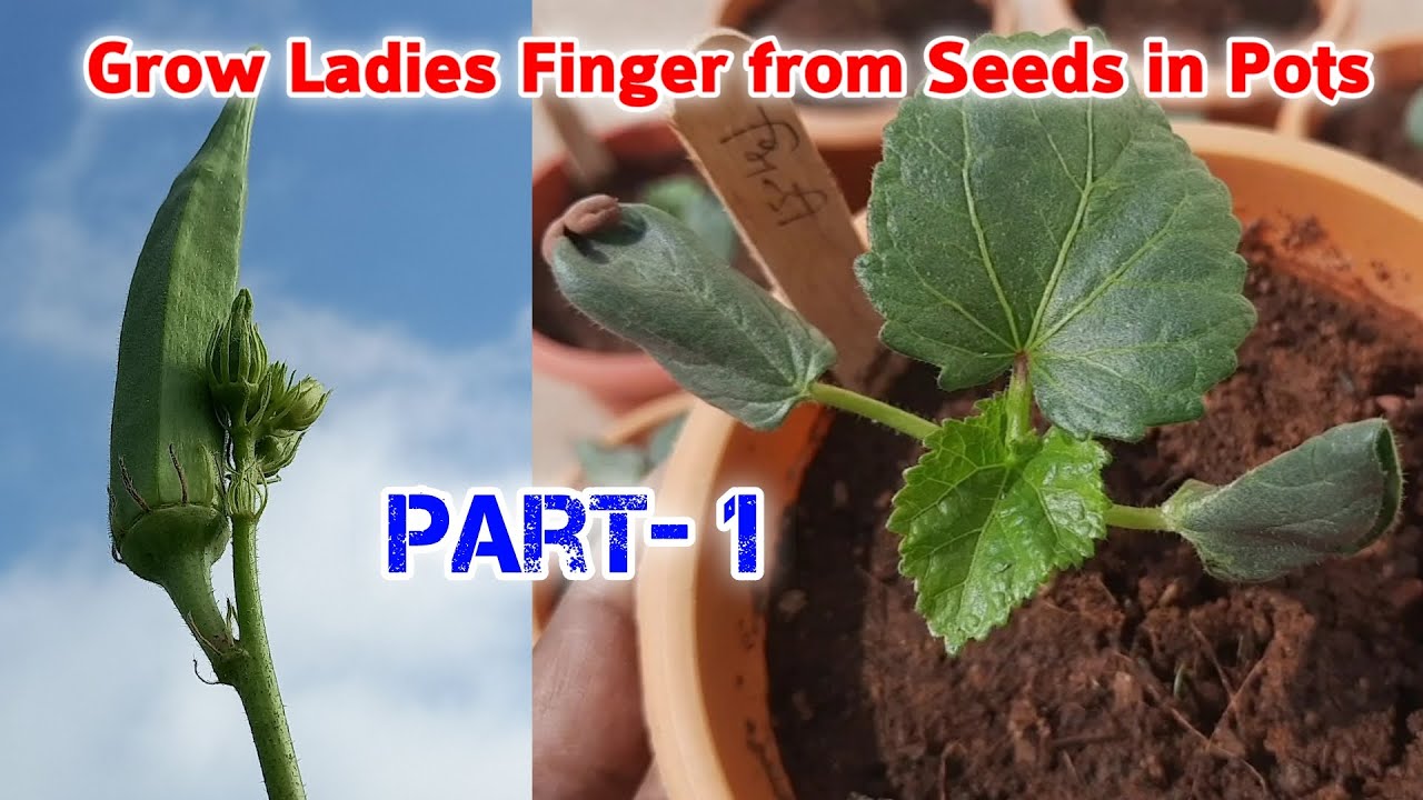 How To Grow Lady Finger Plant at Anthony Griggs blog
