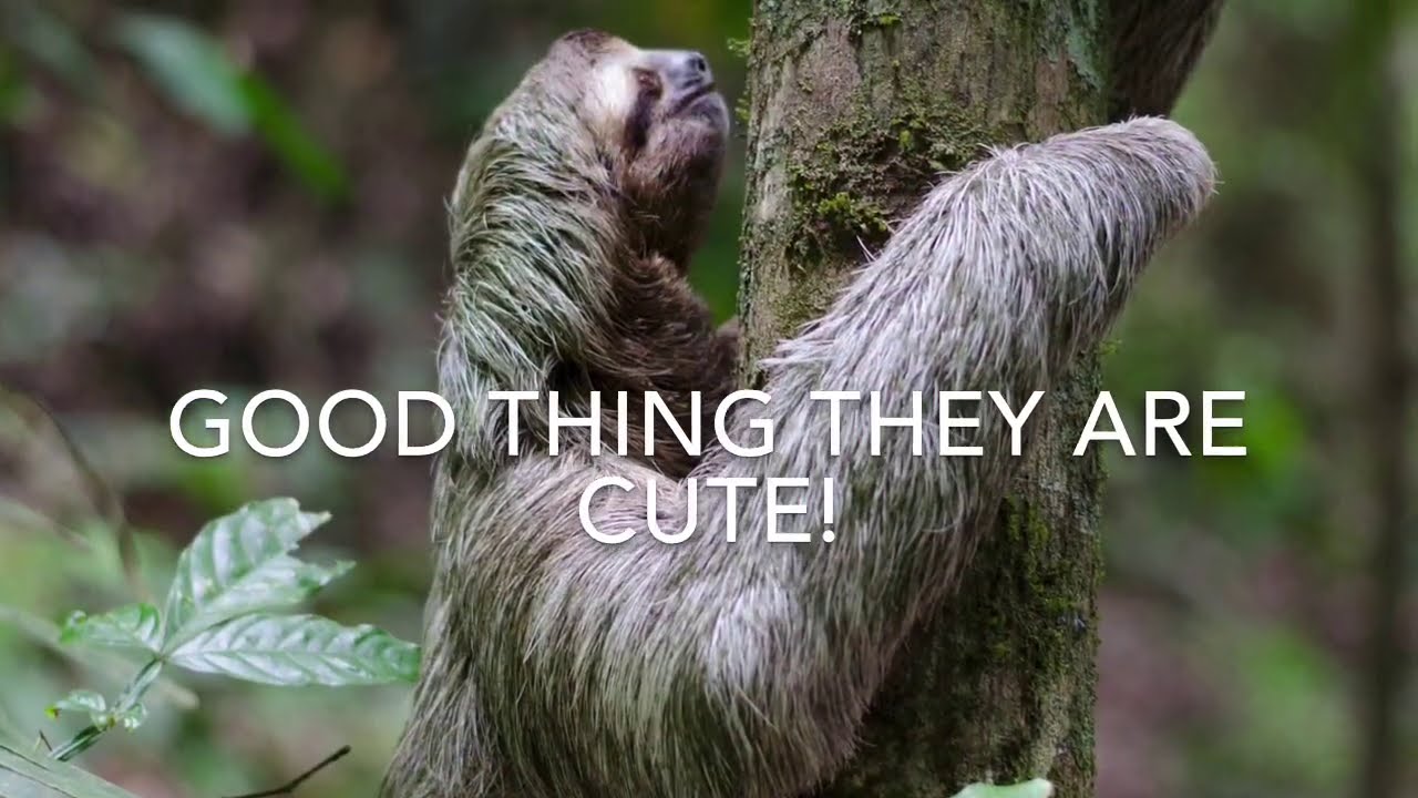 Do Sloths Fart?(Surprising answer!) - YouTube