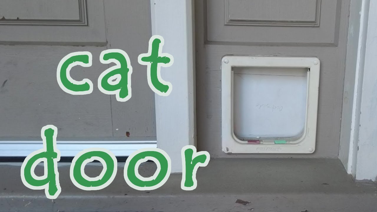 Cat door | Tiger (house cat) never seen a cat door before. What is he ...