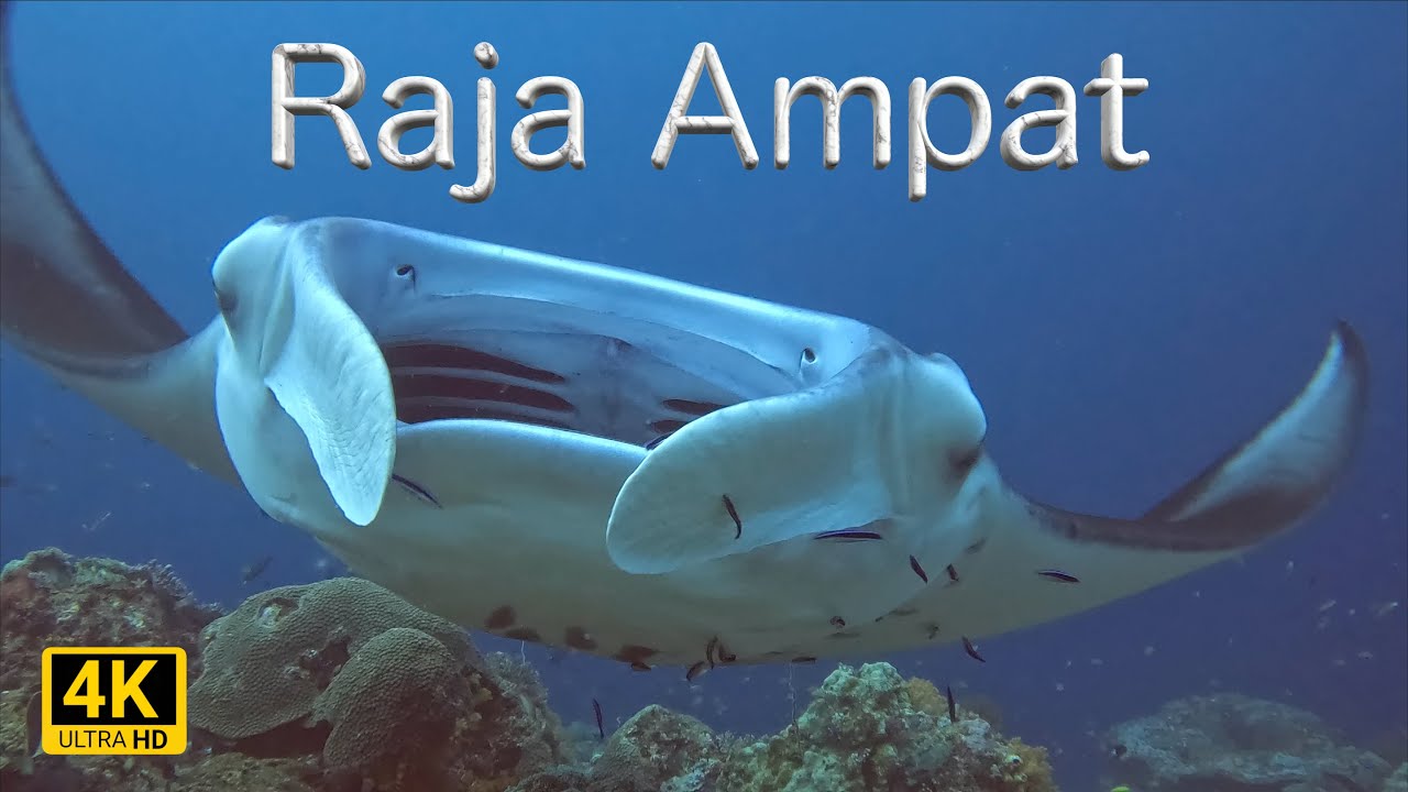 The Beautiful Underwater World of Raja Ampat, Plus Fish ID - YouTube