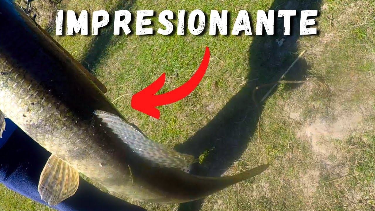 PESCAMOS UNA TARUCHA ENORME Y COMIMOS PESCADO FRITO! jornada de pesca ...