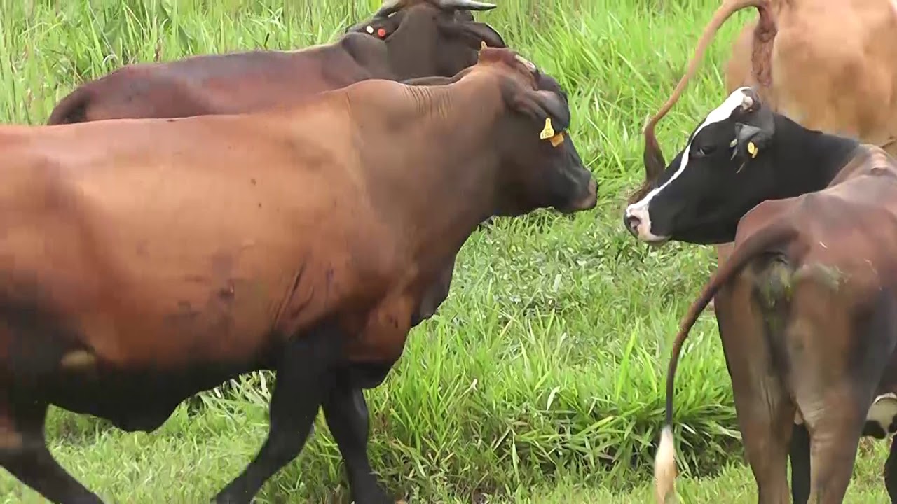 Elaboración de saladeros - YouTube