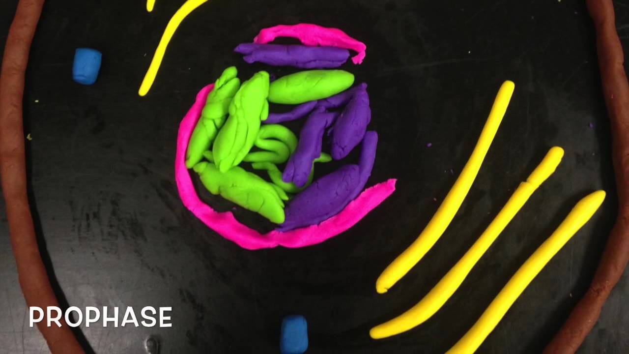 Science Stop Gap animation Mitosis - YouTube