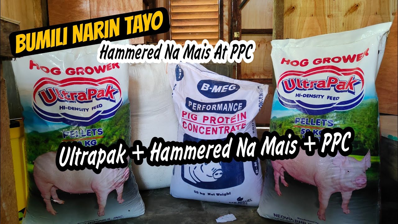 Hammered Corn At PPC Pagkain Para Sa Baboy Para Lalong Bumigat - YouTube