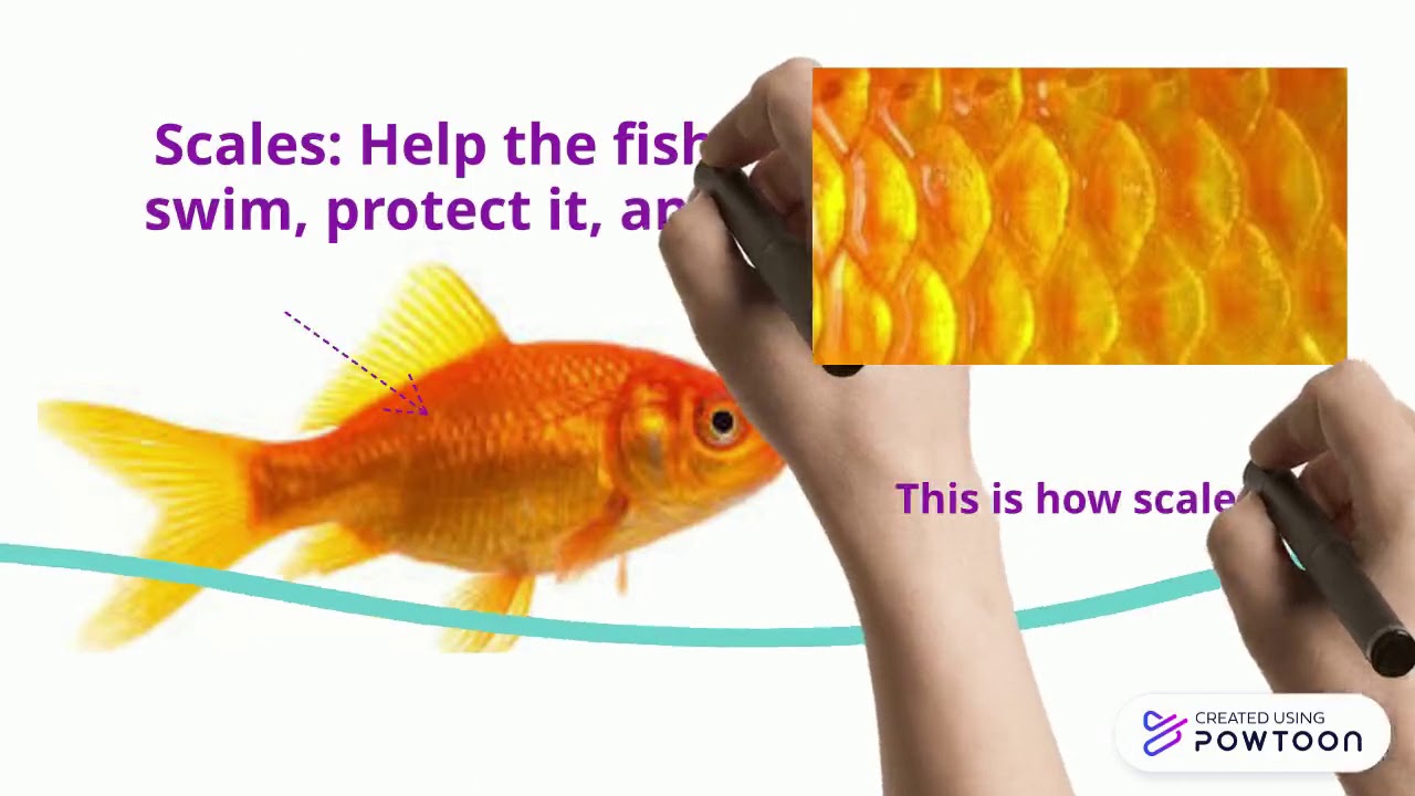 Parts Of A Fish For Grades 1 And 2 Kids YouTube Parts Of A Fish For Grades 1 And 2 Kids YouTube