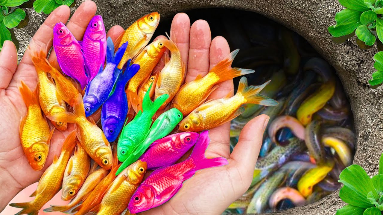 Catch beautiful aquarium fish in small pond: baby turtles, eels, carp ...