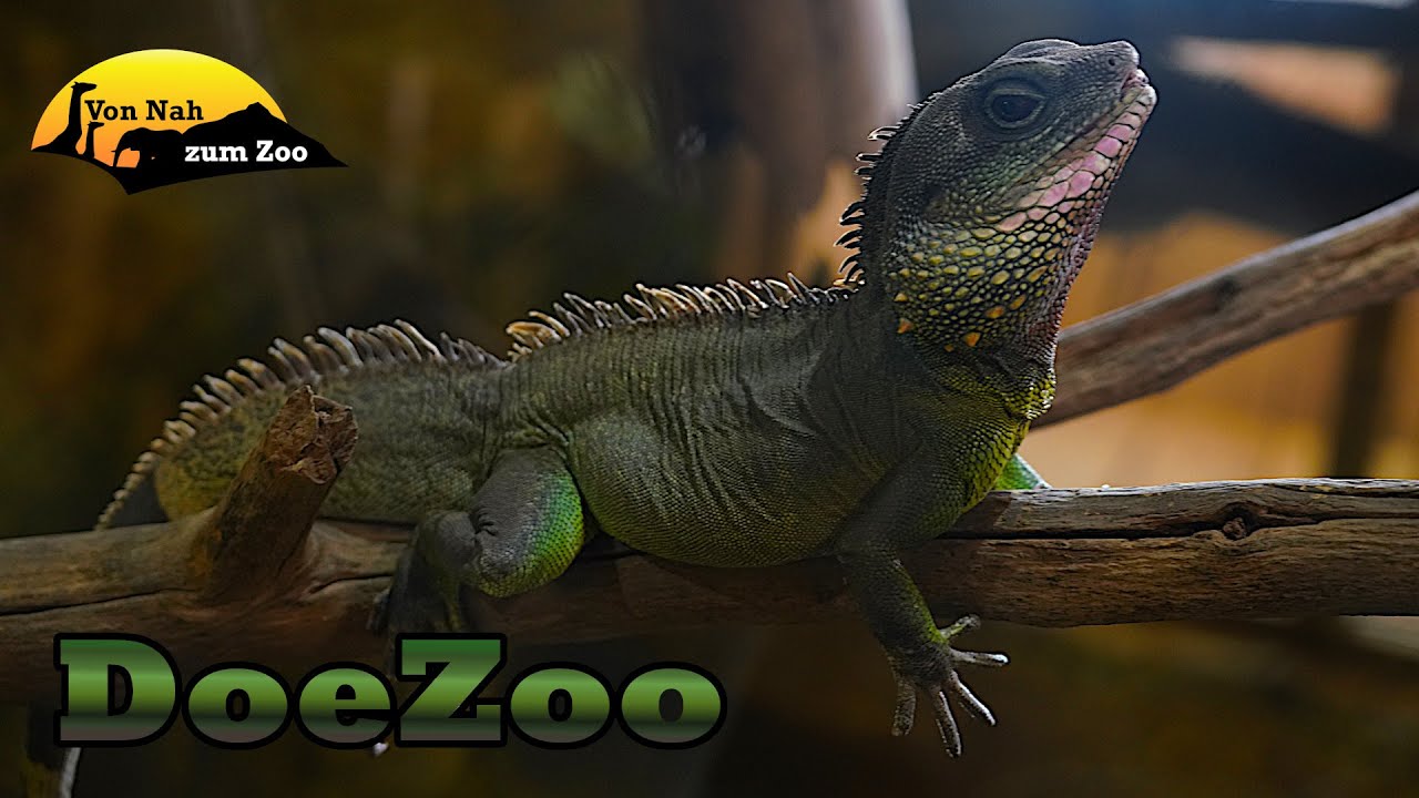 DoeZoo Leens - Der etwas andere kleine Zoo - Kleiner Zoo im Fokus 4k - YouTube