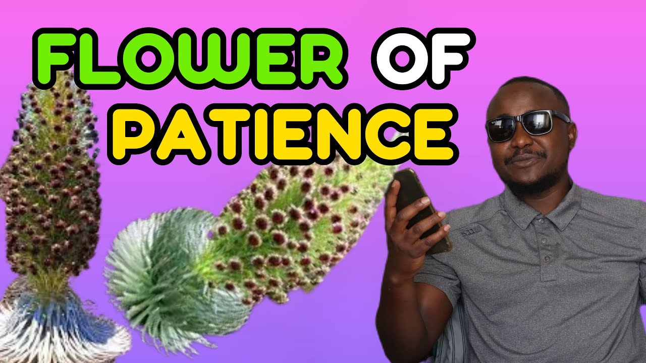 FLOWER OF PATIENCE - YouTube