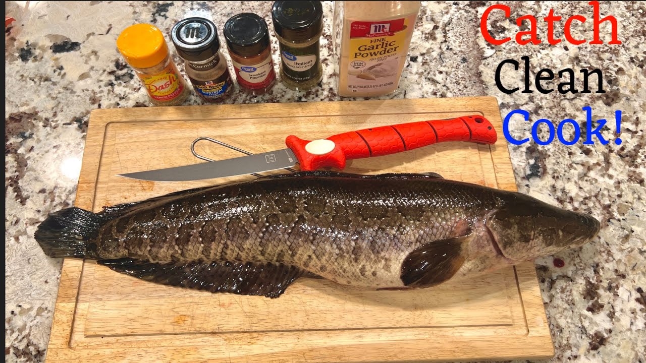 Snakehead Catch Clean Cook - {Maryland Snakehead fishing} - YouTube