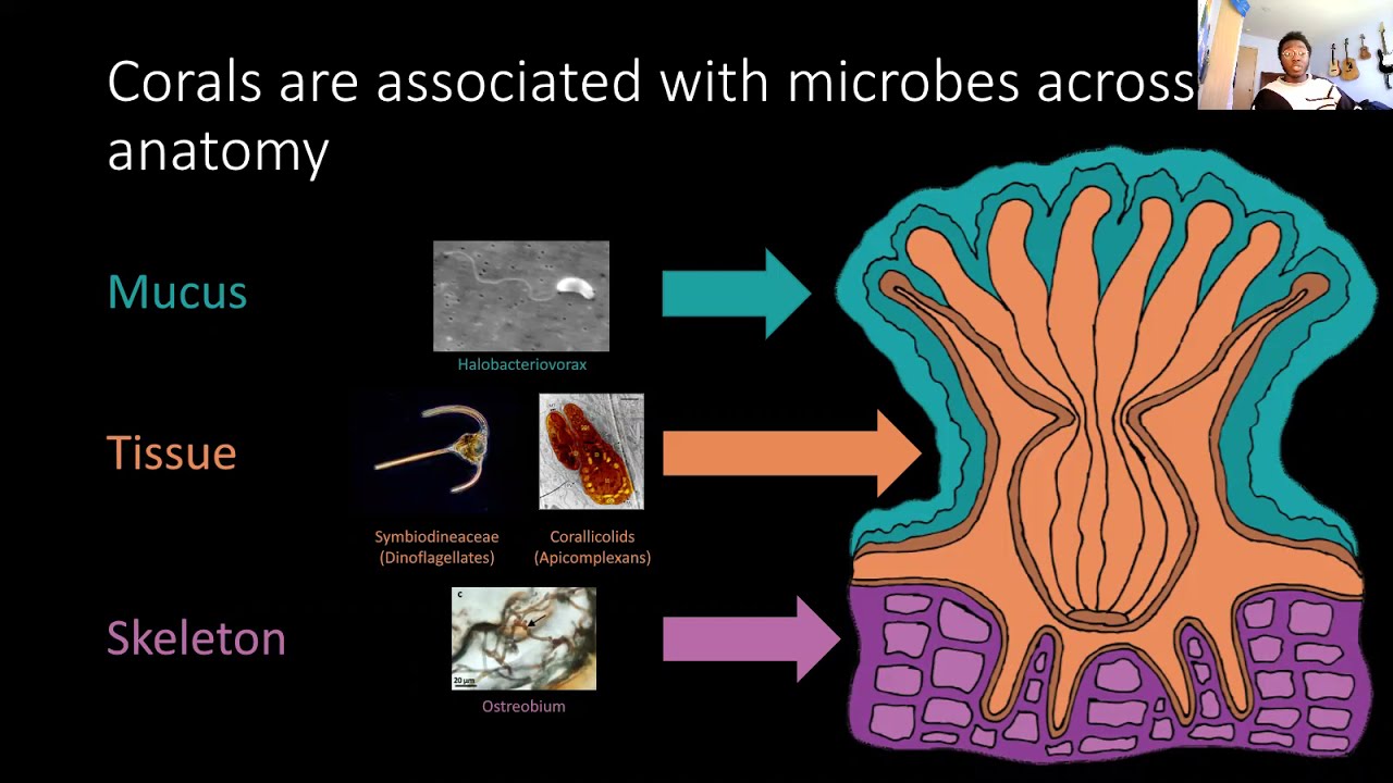 Coral Microbiome