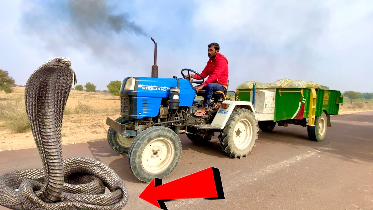 Snake Seen in Canal while working | Loading Cement into Escort ...