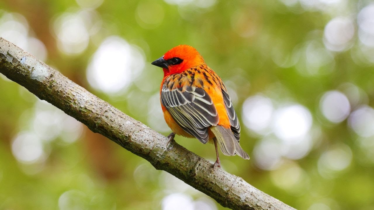 Bird Singing | Birds Singing In The Forest | Natural Sounds Relax ...