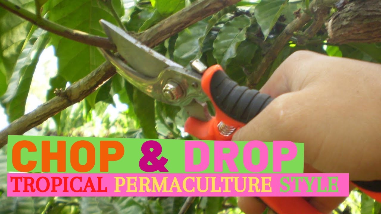 Ultimate Fertility: Utilizing Chop & Drop in the Food Forest - YouTube