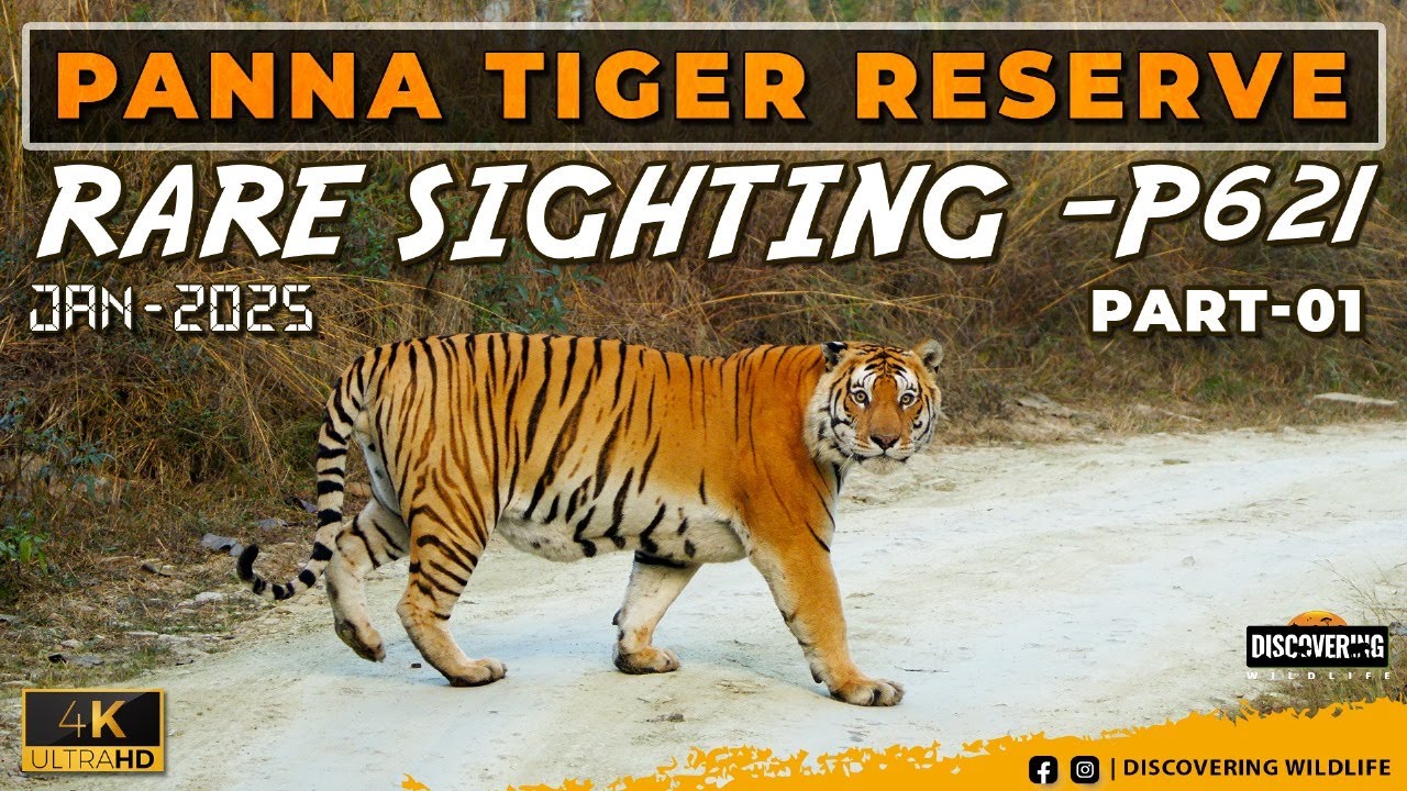 PANNA TIGER RESERVE I RARE SIGHTING I P621 MALE TIGER I SAFARI VLOG I ...