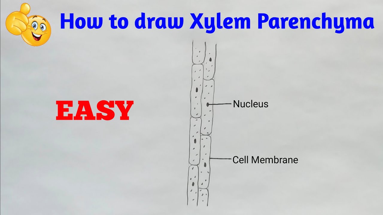 how to draw diagram of xylem parenchyma | xylem parenchyma diagram ...