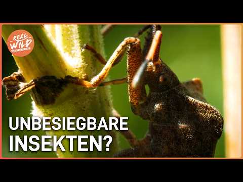 Die GEFÄHRLICHSTEN Waffen der Insektenwelt: Gift, Hörner & Fallen
