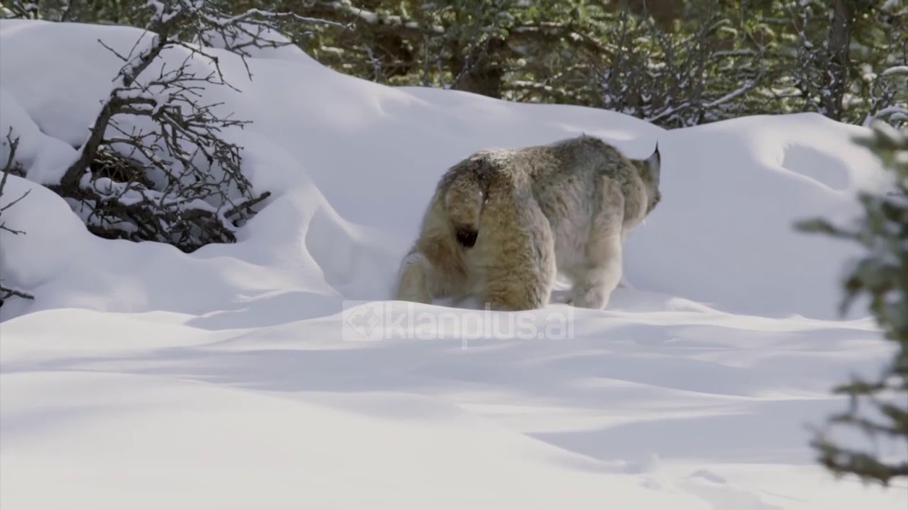 Rishfaqet rreqebulli ballkanik - YouTube