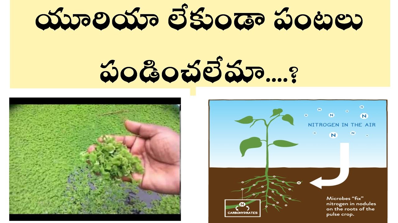 Natural Sources of Nitrogen || Urea alternatives || Organic NPK ...