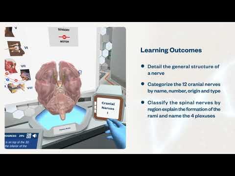 The Peripheral Nervous System: Create a model of the nervous system ...