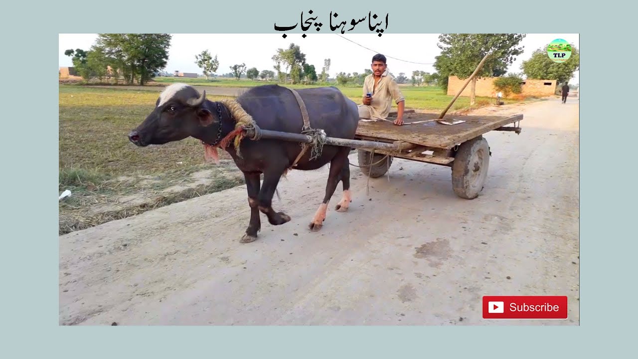 Village Gadha Gari in Pakistan Punjab 2020 | Apna Punjab | Tour ...