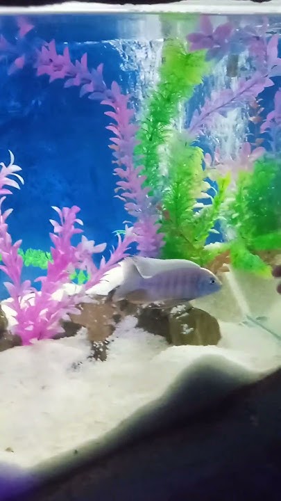 Каких красивых рыб создал Господь🐟🐠 - YouTube