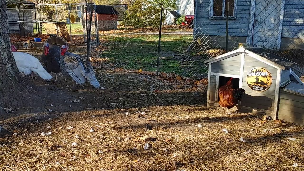 Monday Morning Nap, Collecting Eggs, And A New Package! - YouTube