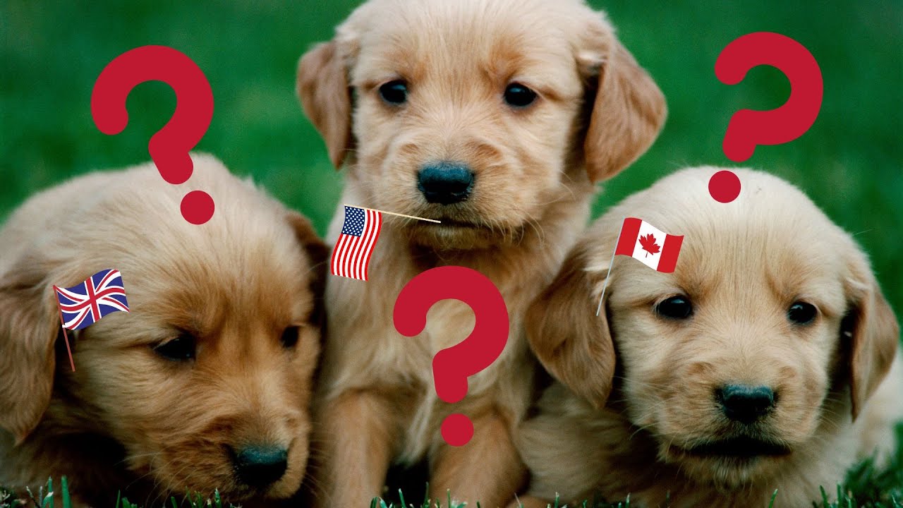 Son Labradores Y Golden Retrievers De La Misma Raza