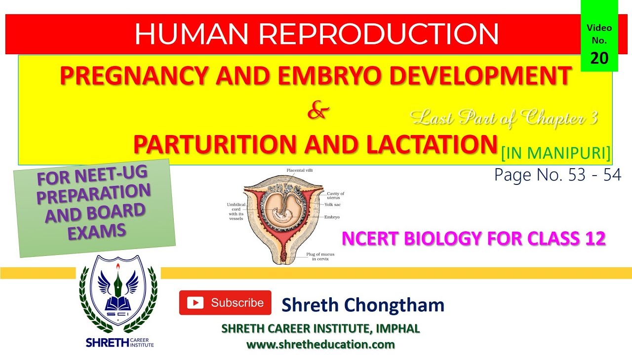Pregnancy & Embryonic Development; Parturition & Lactation | Class 12 ...