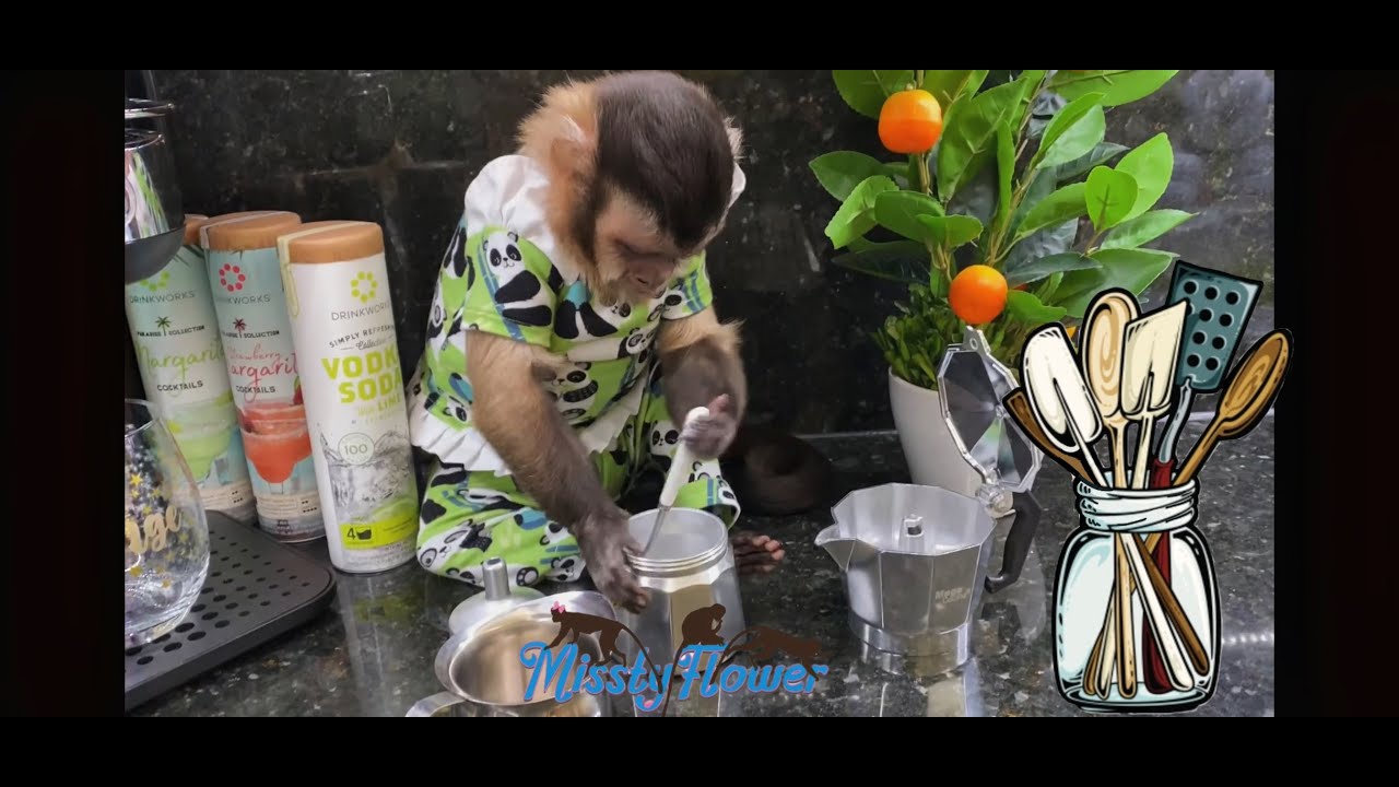 MONKEY 🐒 IN OUR KITCHEN! Monkey Angelika loves working and exploring in ...