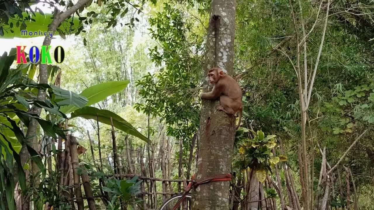 Adorable Monkey Koko So Happily To Playing Climb Jackfruit Tree - YouTube