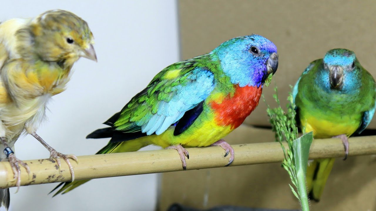 Violent and sudden fighting, when the parrots get angry - YouTube